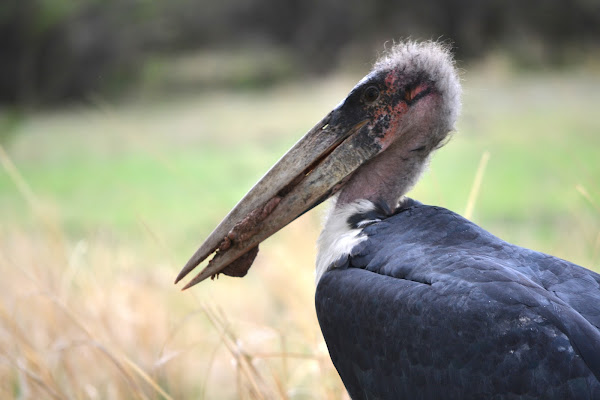 Marabou Stork | Project Noah