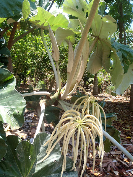 Yarumo o yagrumo | Project Noah