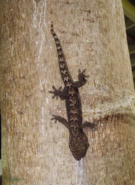 Mourning Gecko | Project Noah