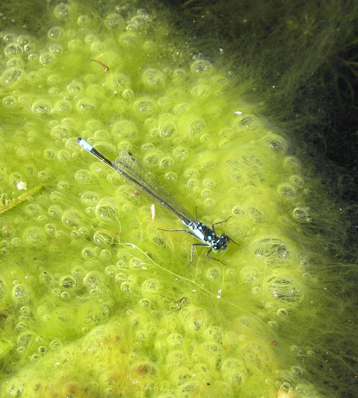 Pacific Forktail damselfly | Project Noah
