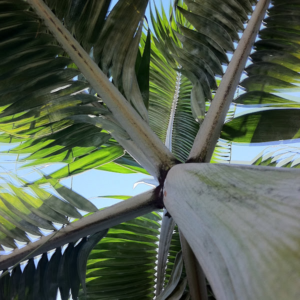 Palm Tree | Project Noah