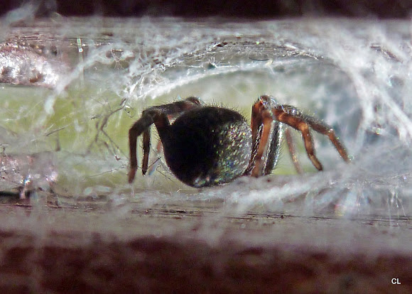 Lace Web Spider | Project Noah