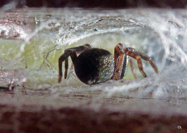 Lace Web Spider | Project Noah