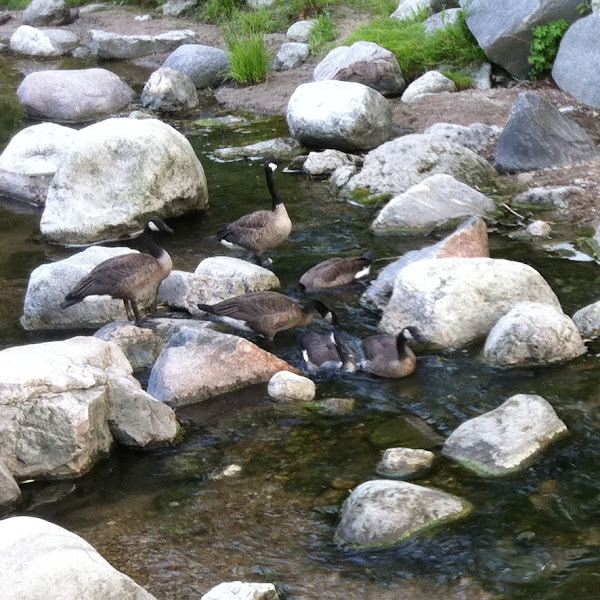 Canada Geese | Project Noah