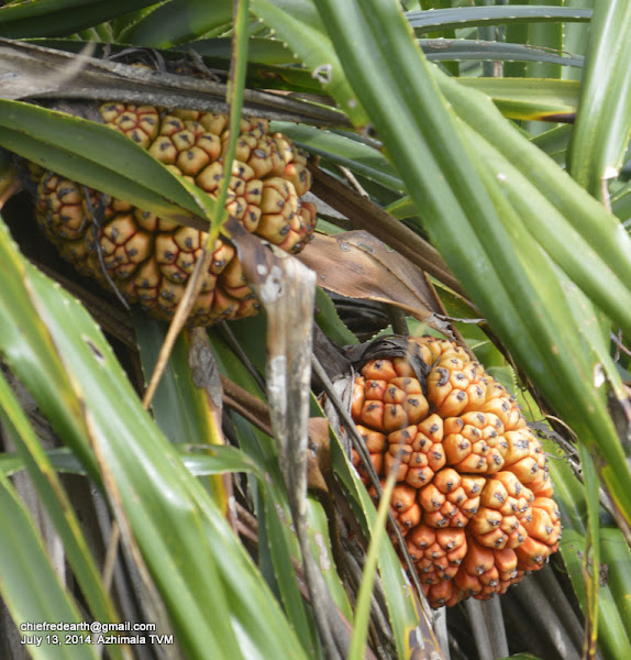 Pandanus palm, Thatch screw pine, Umbrella tree | Project Noah