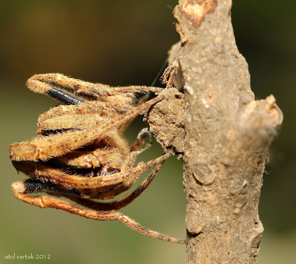 Tree Stump Spider | Project Noah