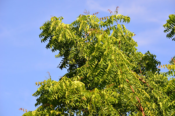 Neen tree | Project Noah