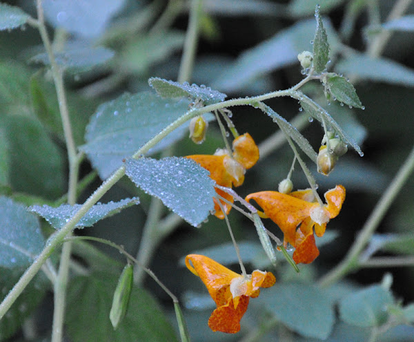 Yellow Jewelweed | Project Noah