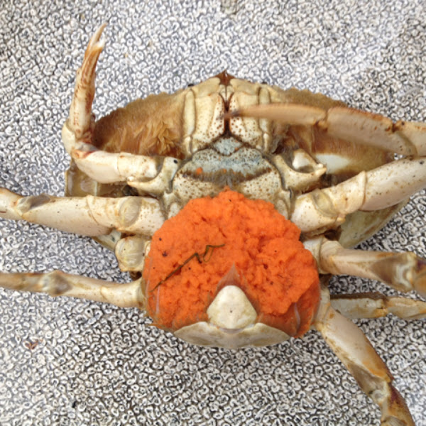Dungeness crab | Project Noah