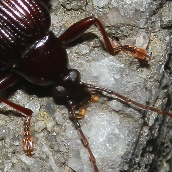 ? Comb-clawed Beetle | Project Noah