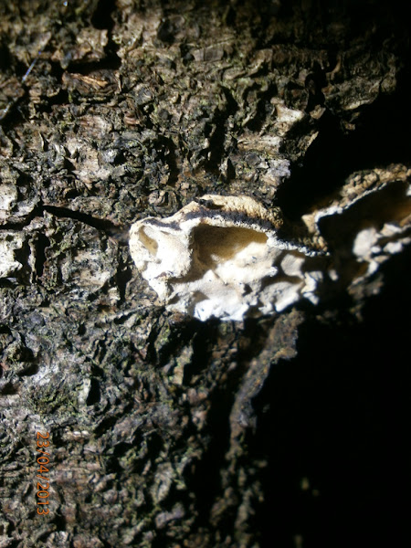 Antrodia species? | Project Noah