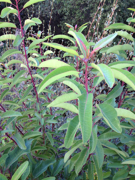 Laurel Sumac | Project Noah