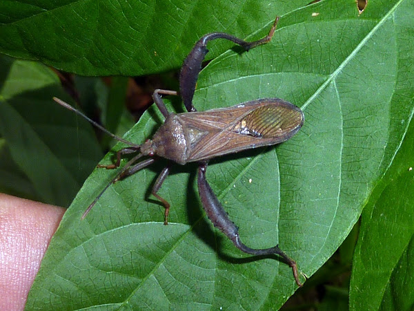 chinche | Project Noah