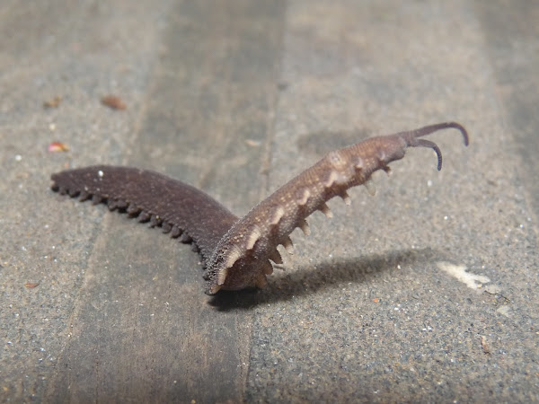 Velvet Worm | Project Noah