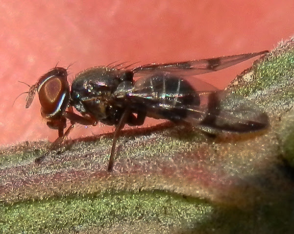 Signal fly | Project Noah