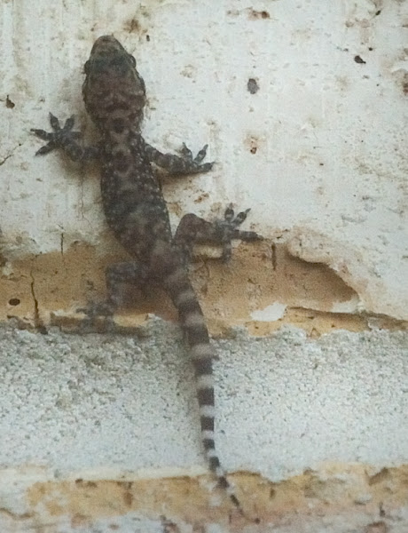 common house gecko | Project Noah