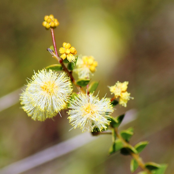 Prickly Moses | Project Noah