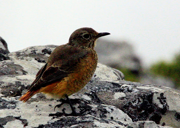 Cape Rock Thrush (Juvenile) | Project Noah