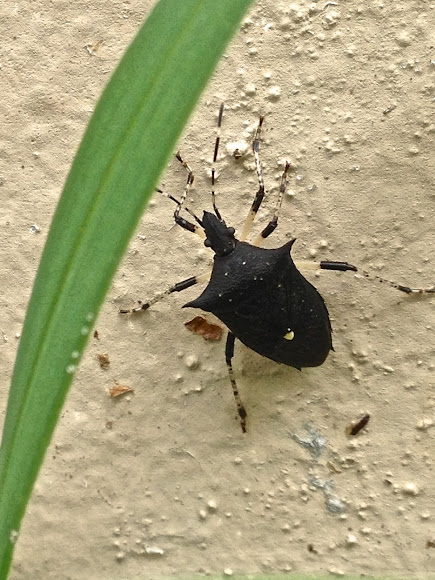Black Stink Bug | Project Noah