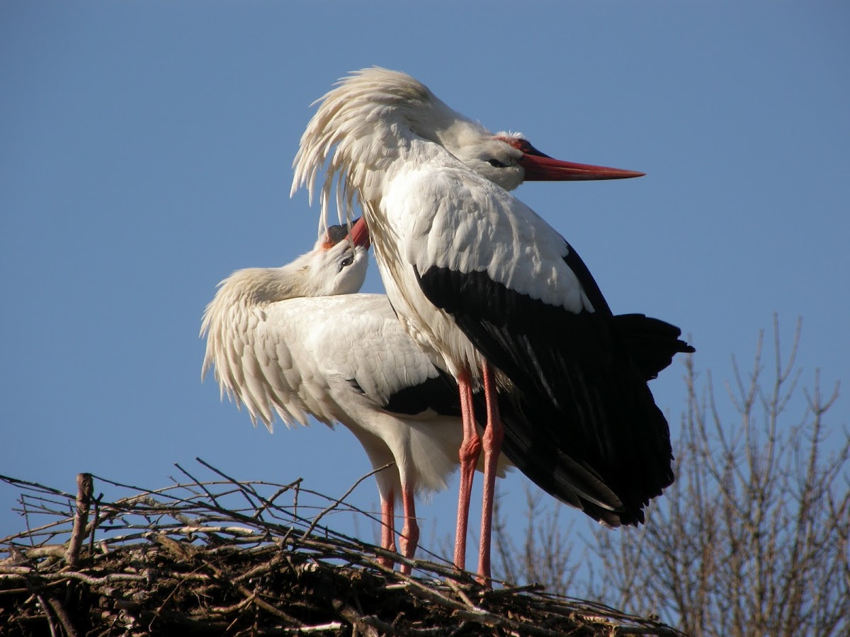 White stork | Project Noah