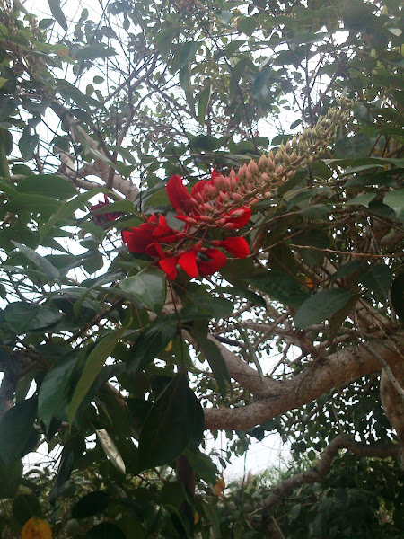 Dadap Merah | Project Noah