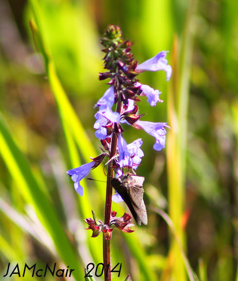 Lyre-leaf Sage | Project Noah