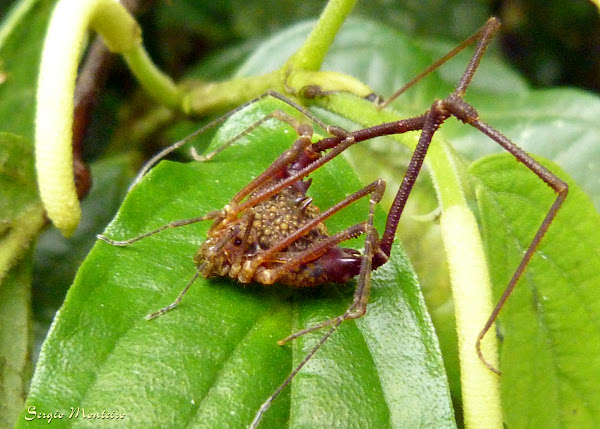Opilião (Harvestmen) | Project Noah