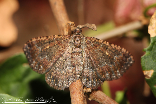 Somber Carpet Moth | Project Noah