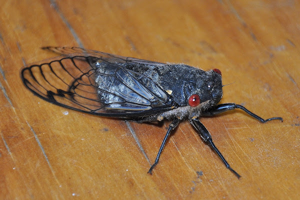 Black Prince Cicada | Project Noah