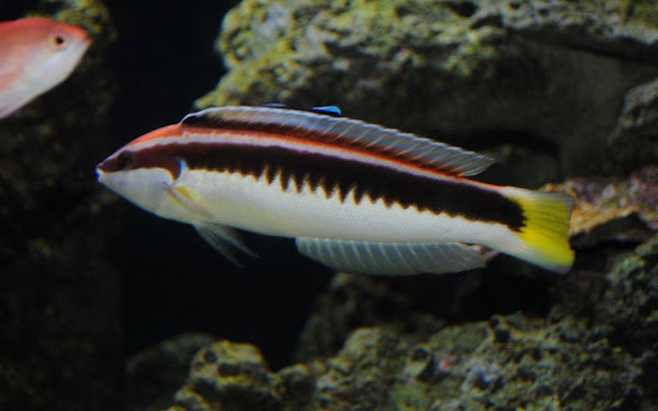 Comb wrasse | Project Noah