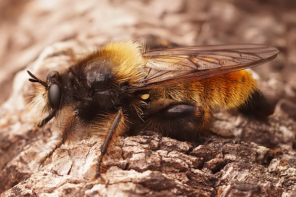 Laphria flava | Project Noah