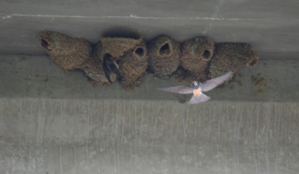 Cliff Swallow | Project Noah