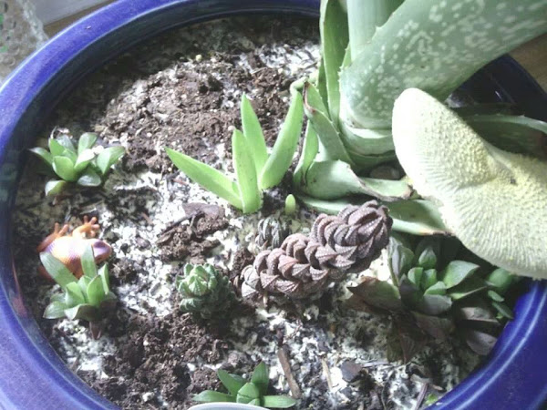 Flowerpot Parasol / Plantpot Dapperling | Project Noah