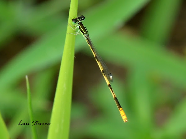 Damselfly | Project Noah