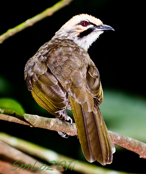 Straw headed Bulbul | Project Noah