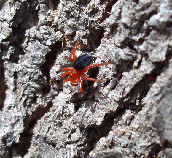 Red and Black spider | Project Noah