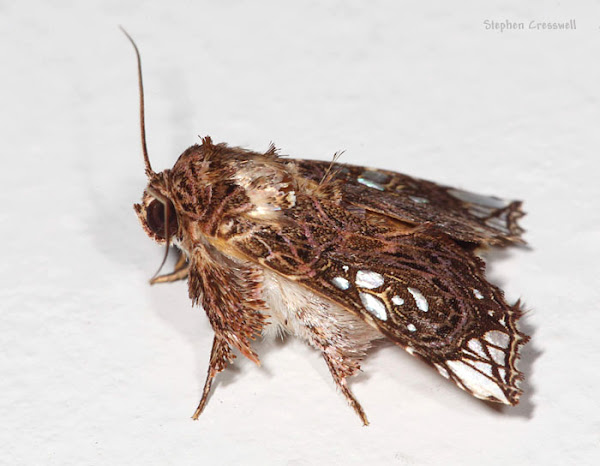 Noctuid Moth | Project Noah