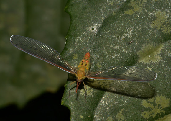 Derbid Planthopper | Project Noah
