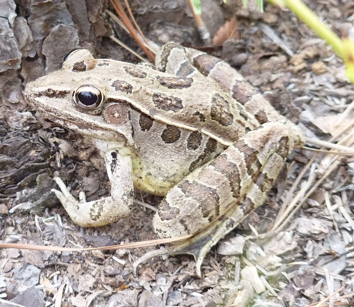 Southern Leopard Frog | Project Noah