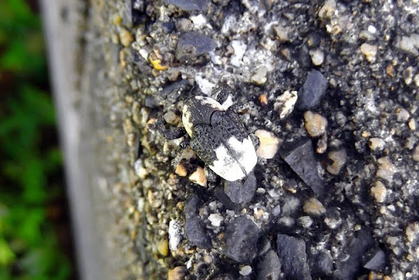 Panda Weevil | Project Noah