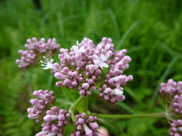 Echter Baldrian / Garden Valerian | Project Noah