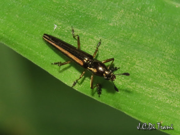 Languriid Beetle | Project Noah
