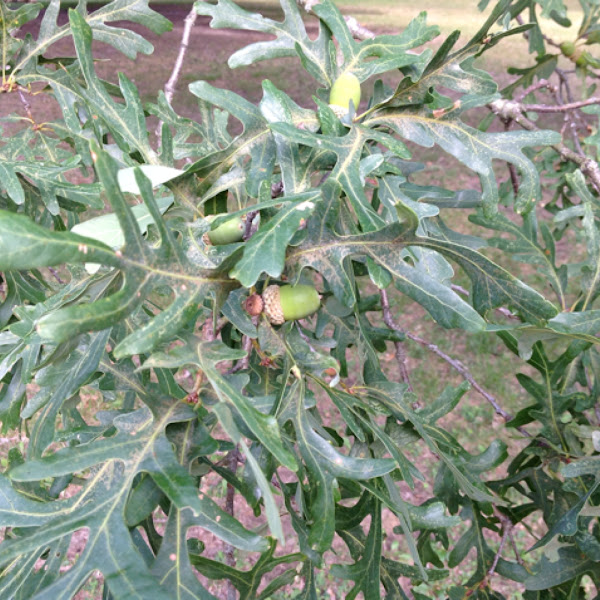 White Oak | Project Noah