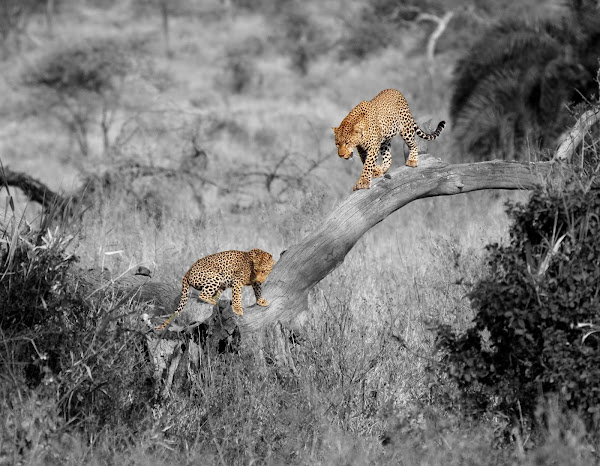 Leopard | Project Noah