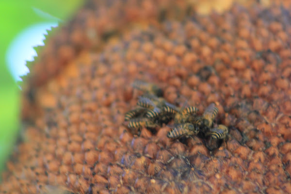 Eastern Honey Bee | Project Noah