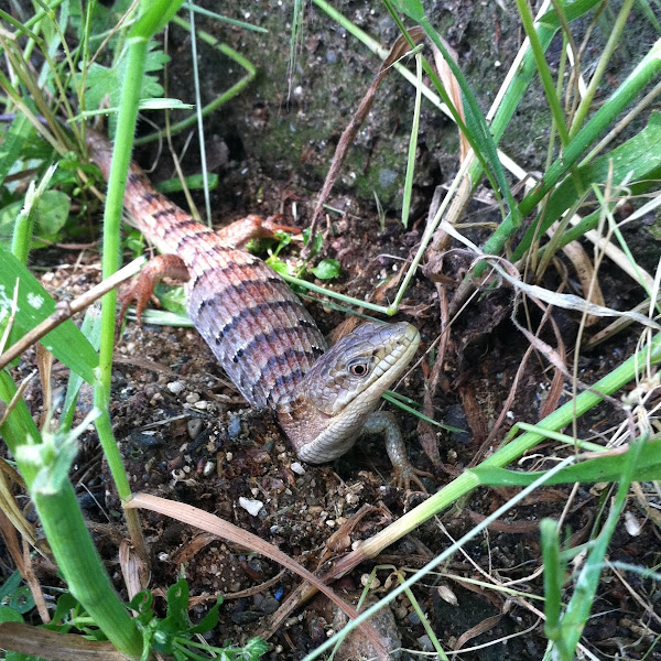 Alligator lizard | Project Noah