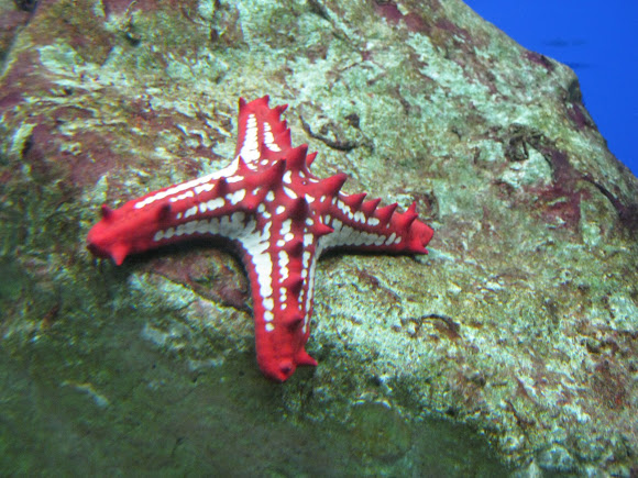 Red-Knobbed Starfish | Project Noah