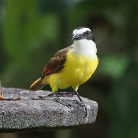 Great Kiskadee | Project Noah