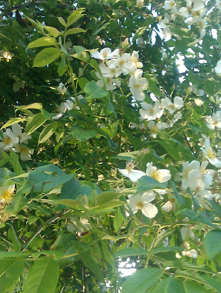 Himalayan wild rose | Project Noah