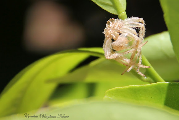 Spider Exoskeleton | Project Noah